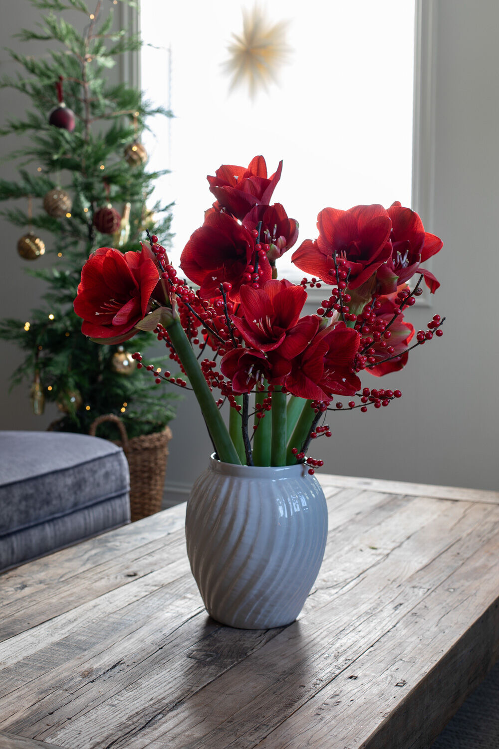 Skap en klassisk jul med røde juleblomster - Mester Grønn