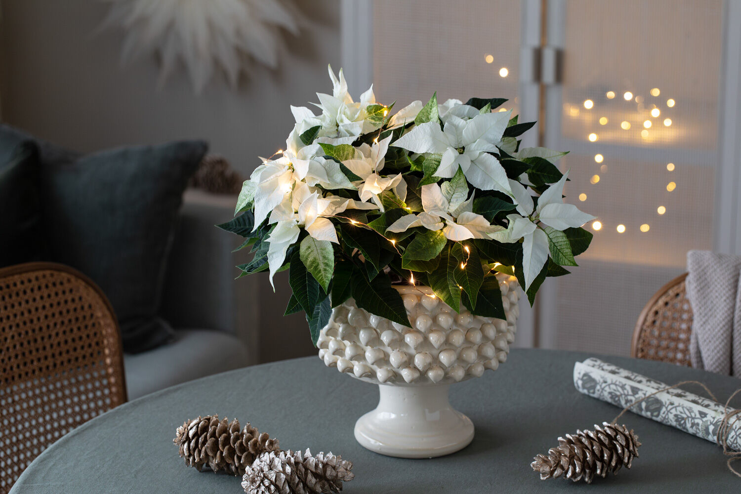 Julestjerne - slik steller du den - Mester Grønn