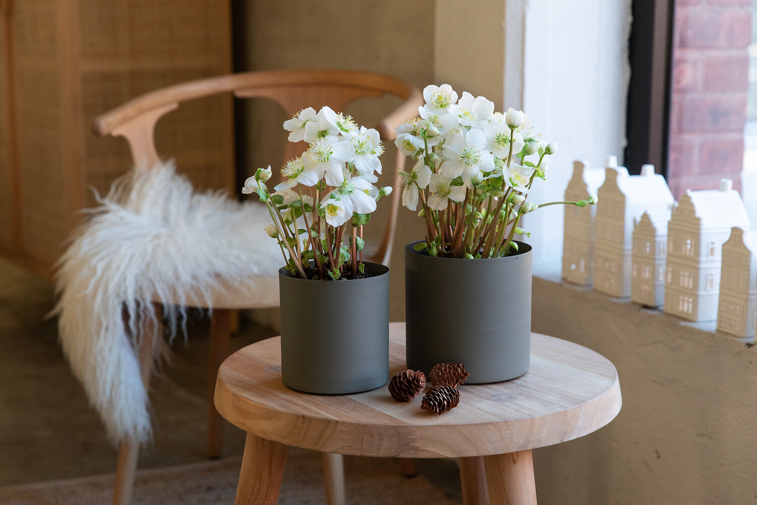 Allergivennlige juleblomster | Mester Grønn