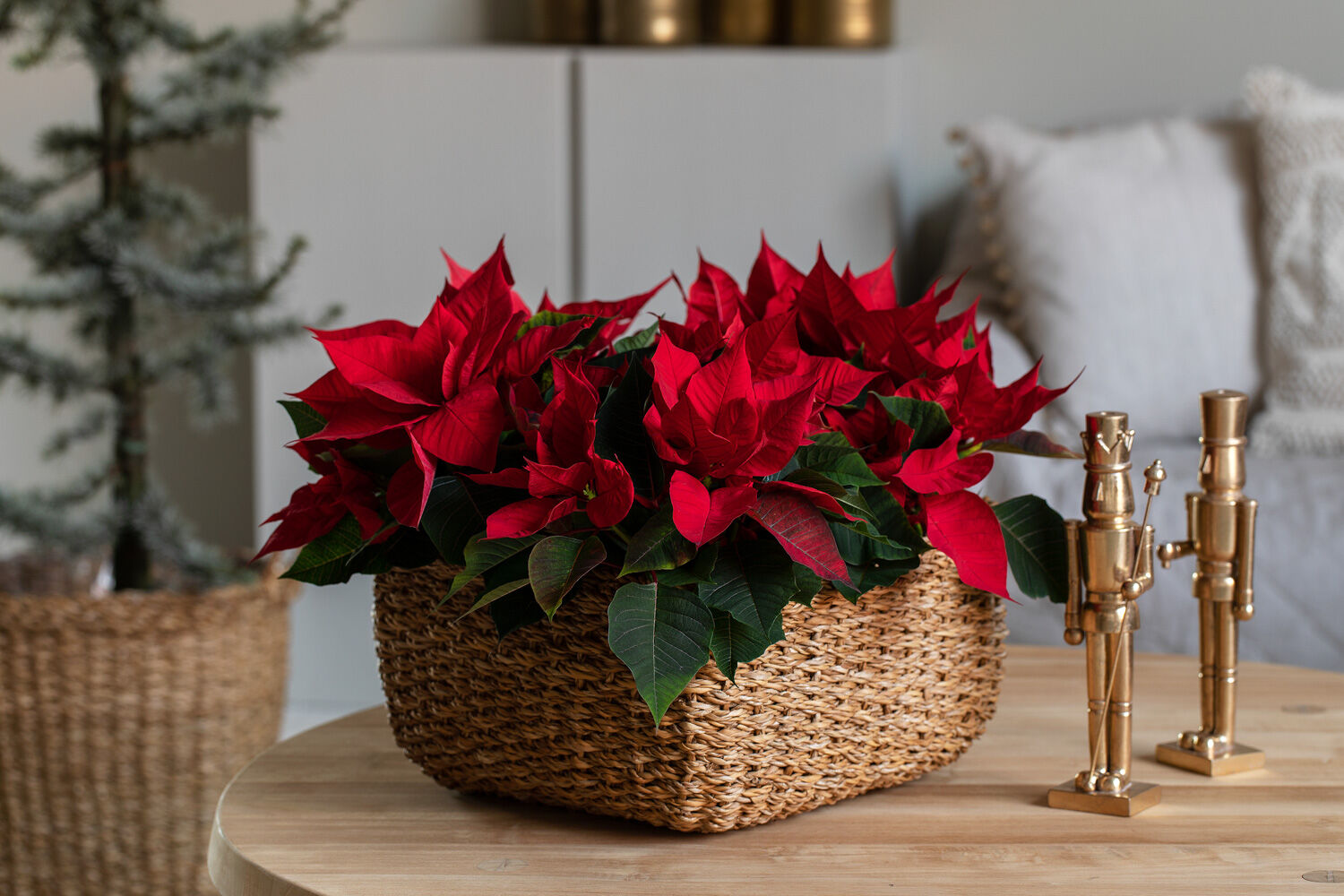 Den norske julestjernen som erobret verden | Mester Grønn