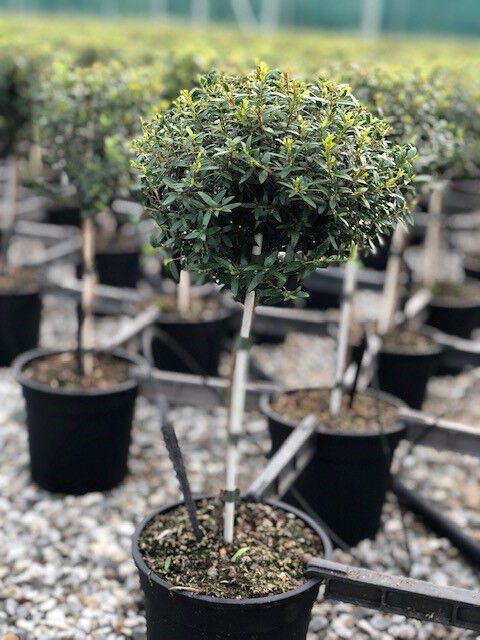 Slik lykkes du med myrt - Mester Grønn