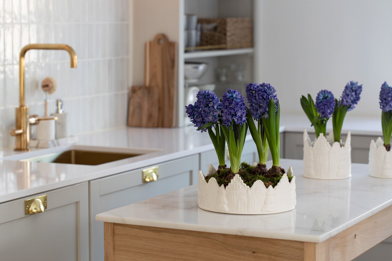 Svibel - slik steller du den | Mester Grønn