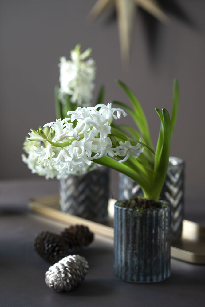 Allergivennlige juleblomster