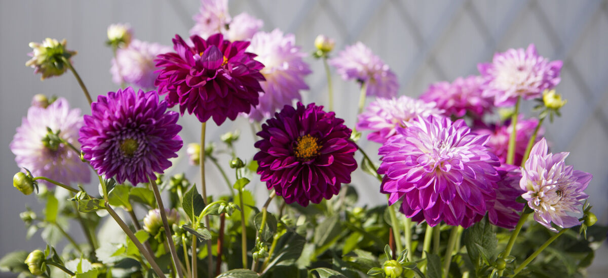 Slik steller du georginer