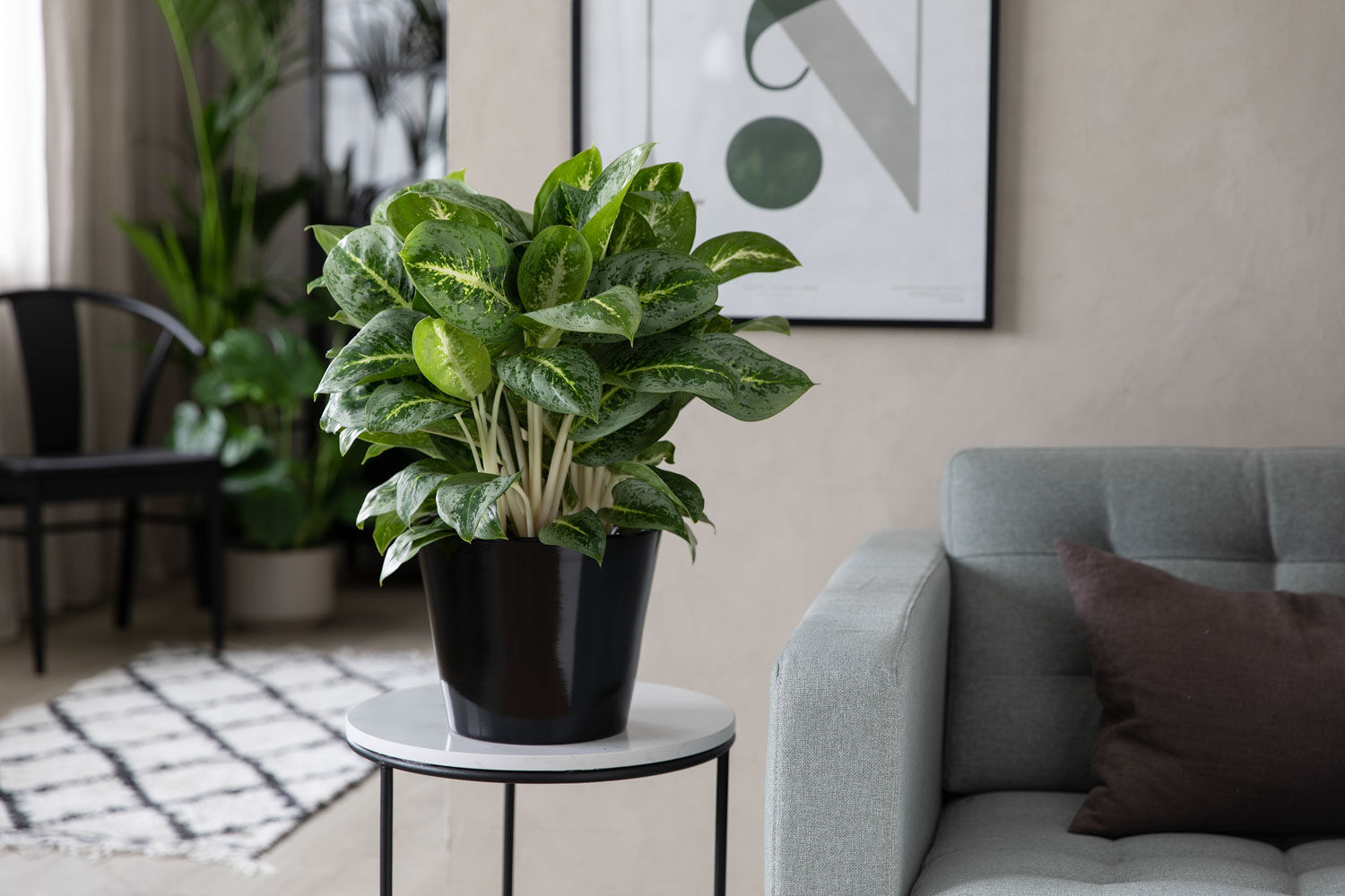 Grønne planter som tåler lite lys - Mester Grønn