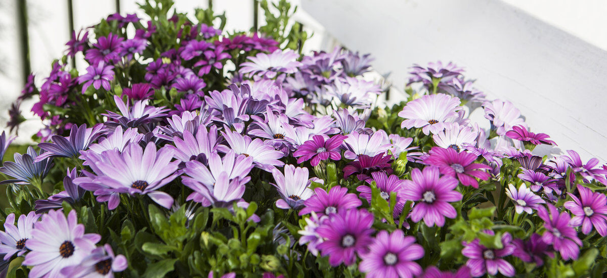 Spansk margeritt - slik steller du den