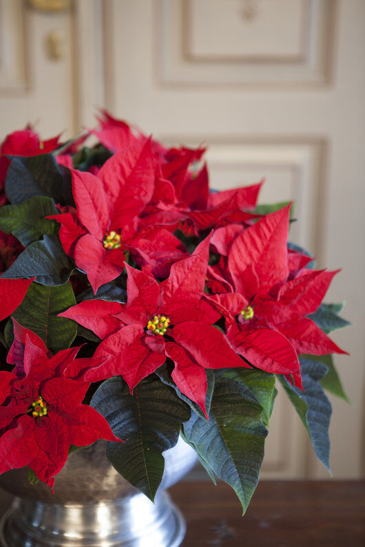 Julestjerne – Norges mest populære juleblomst