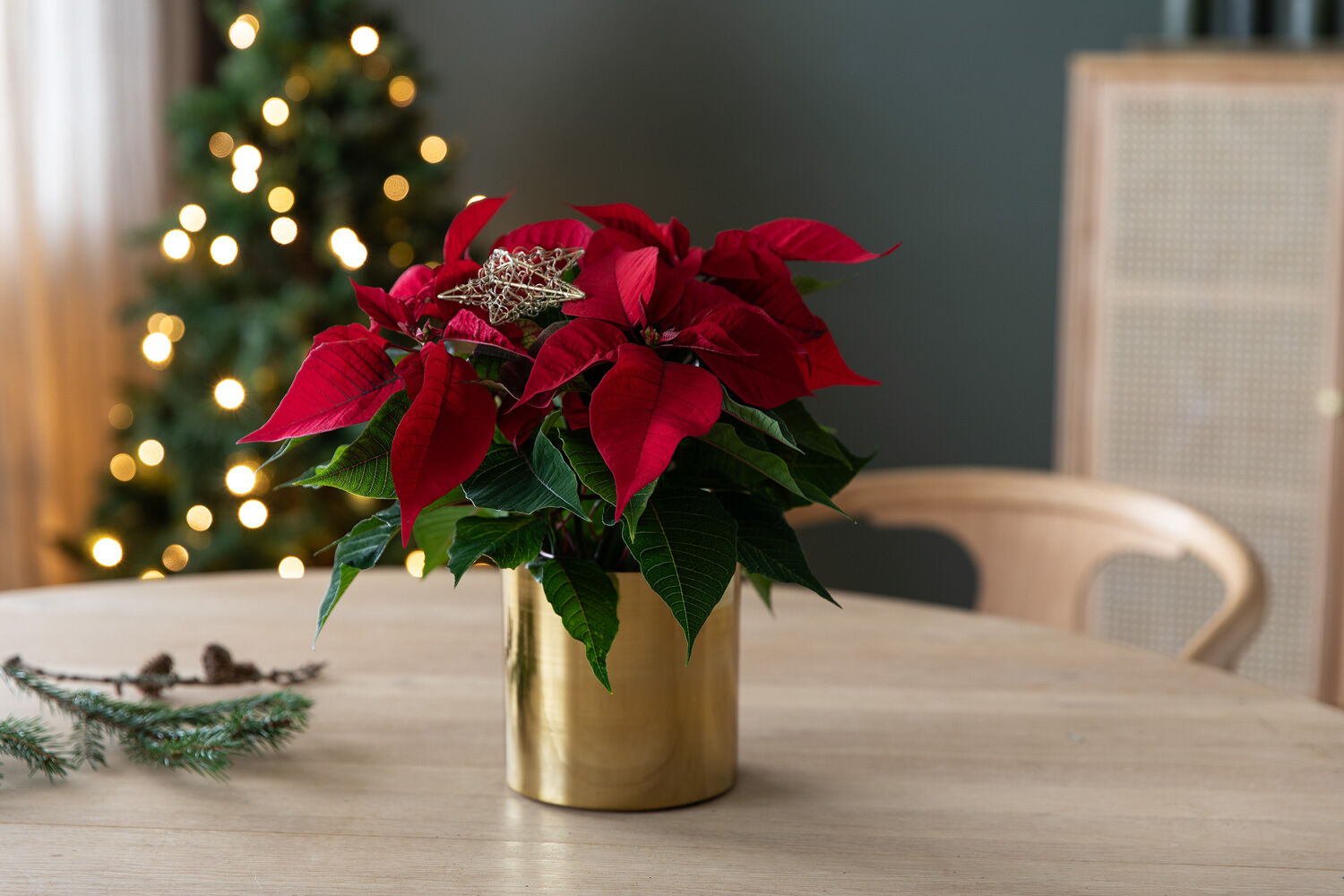 Julestjerne – Norges mest populære juleblomst | Mester Grønn