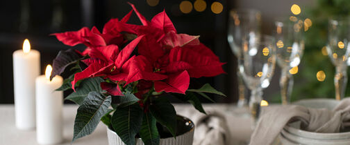 Slik steller du julestjerne