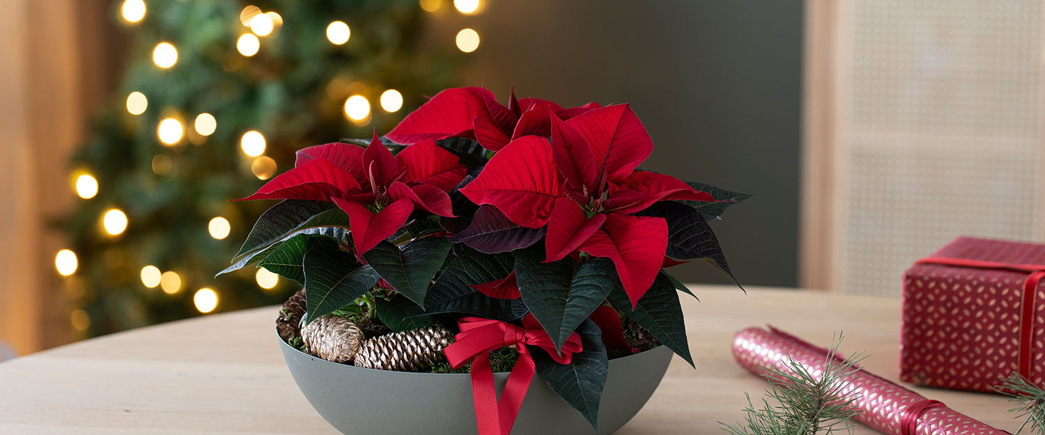 De 6 mest populære juleblomstene | Mester Grønn