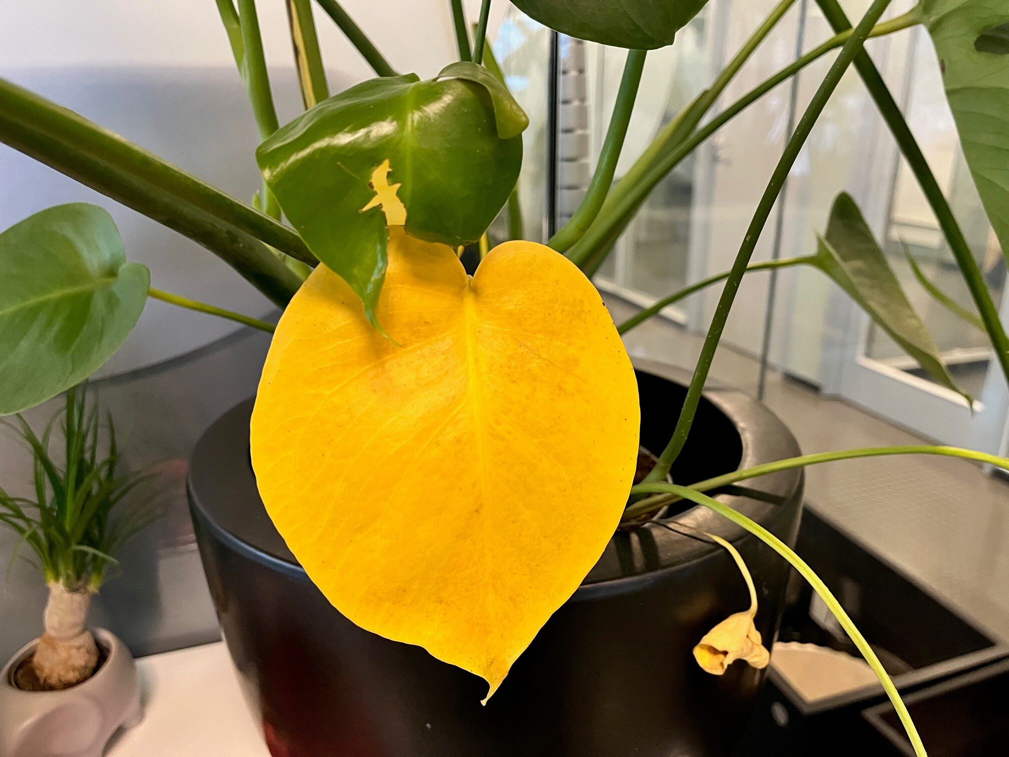 Gule eller brune blader på planten? 5 enkle løsninger - Mester Grønn