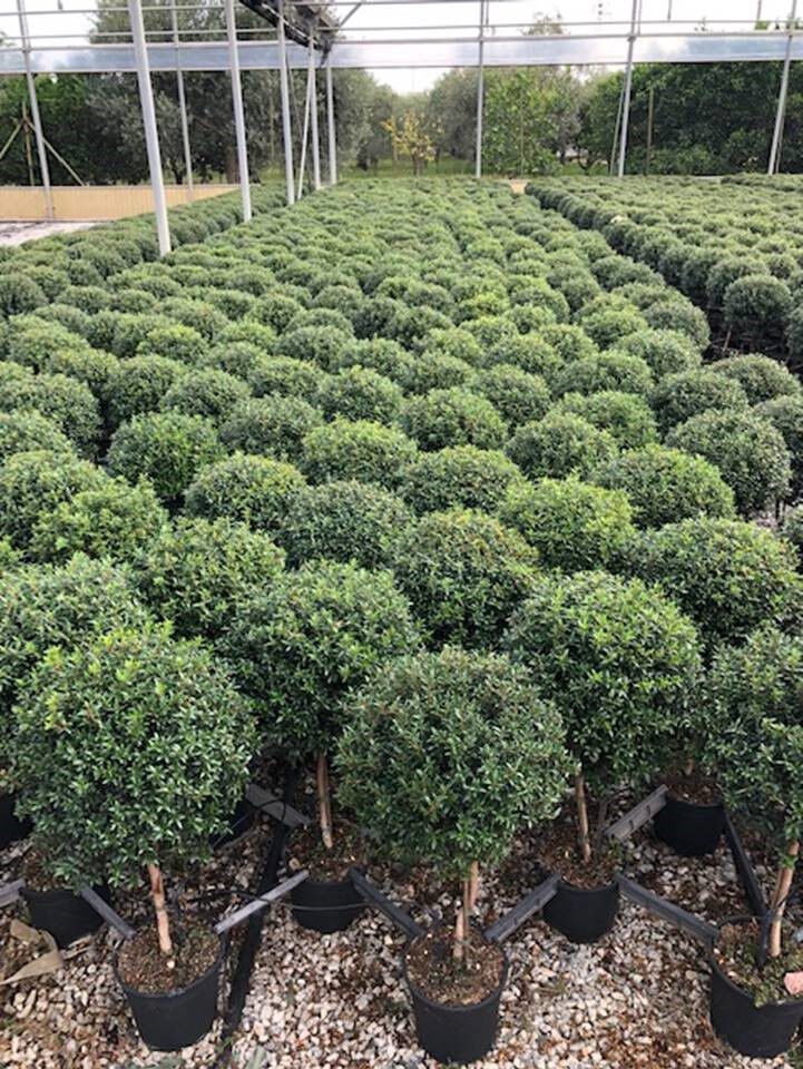 Slik lykkes du med myrt - Mester Grønn