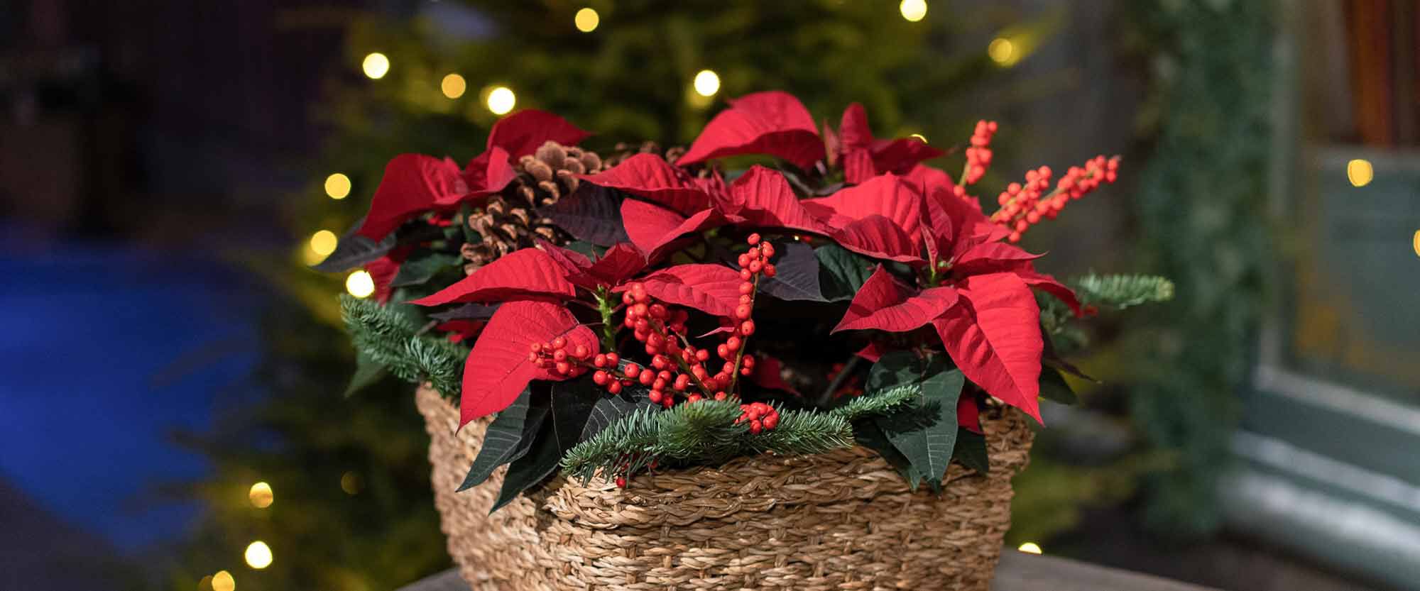 Alt du trenger å vite om juleblomster | Mester Grønn