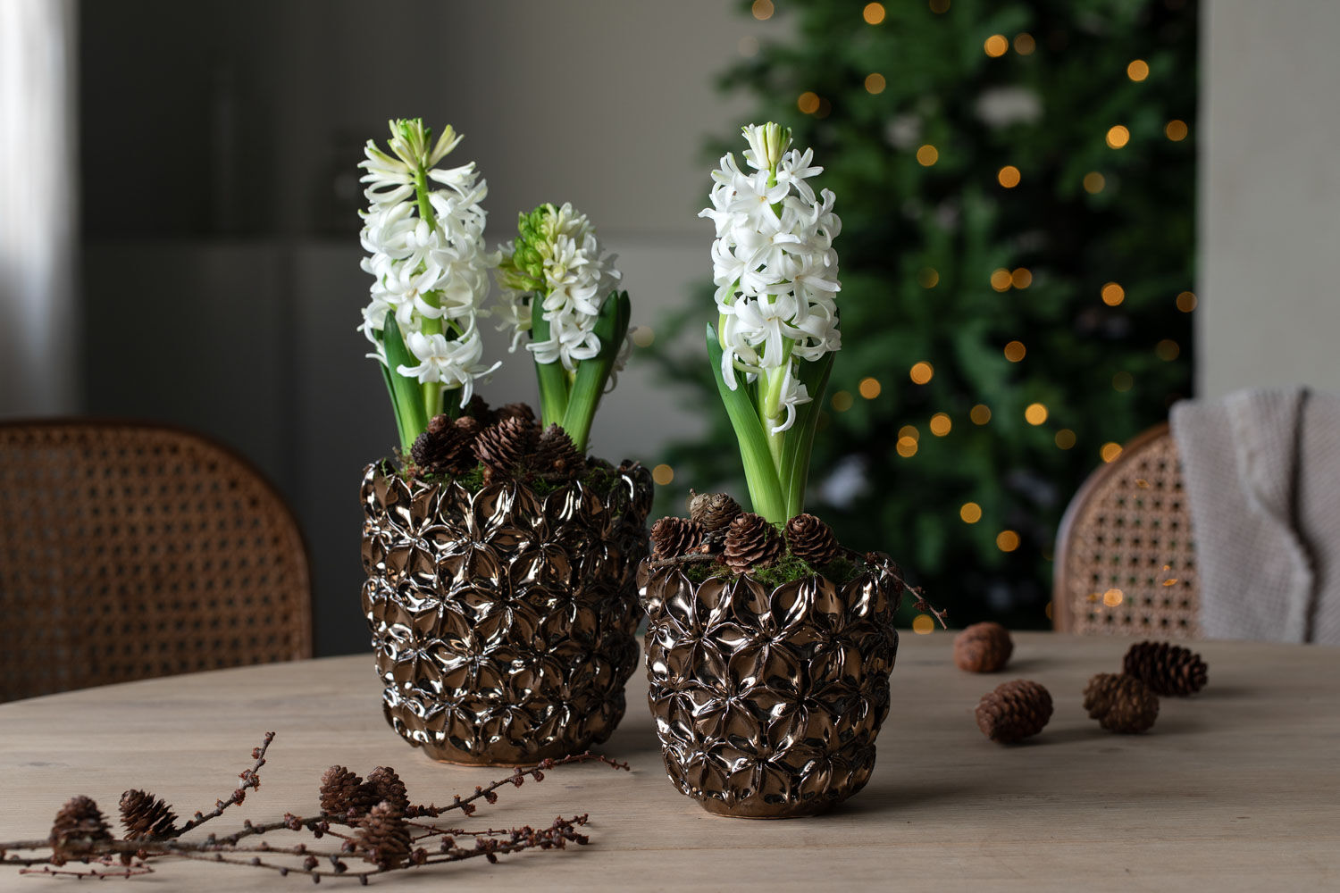 Svibel - slik steller du den