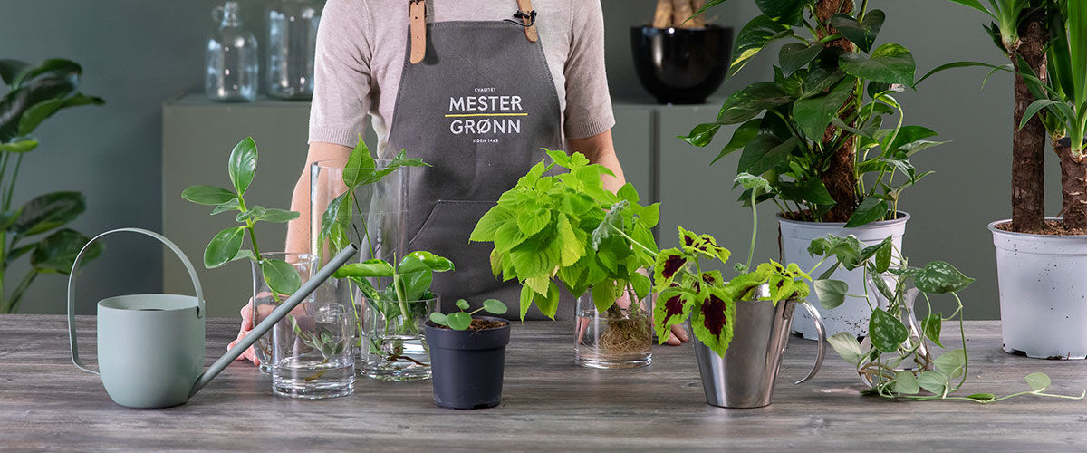 Ta stiklinger og skap en grønn oase