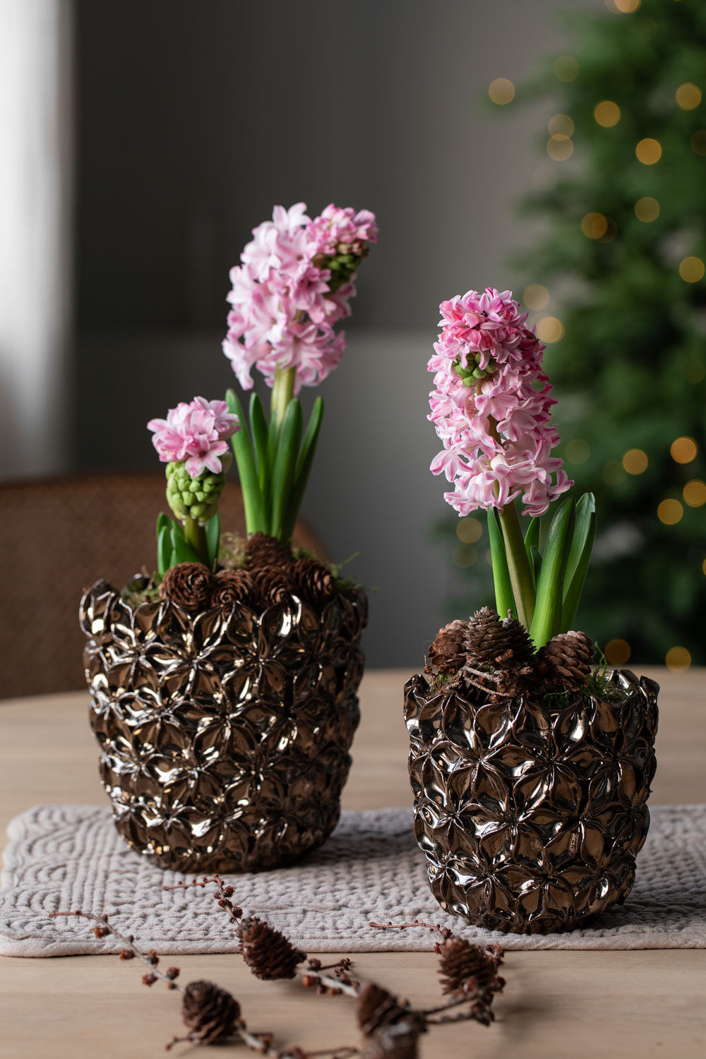 Svibel - slik steller du den