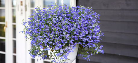 Inspirasjon og stell av blomster