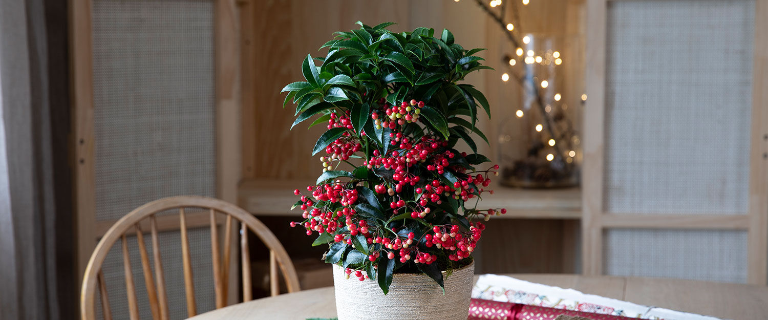 Ardisia (julebær) - slik lykkes du med den | Mester Grønn