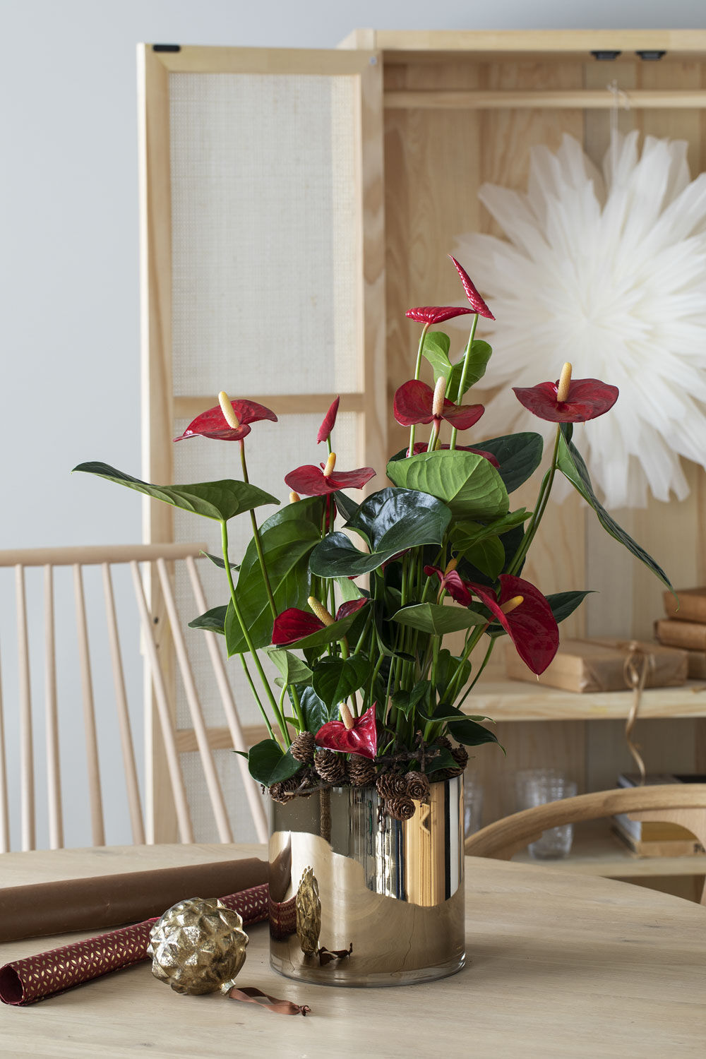 Allergivennlige juleblomster | Mester Grønn