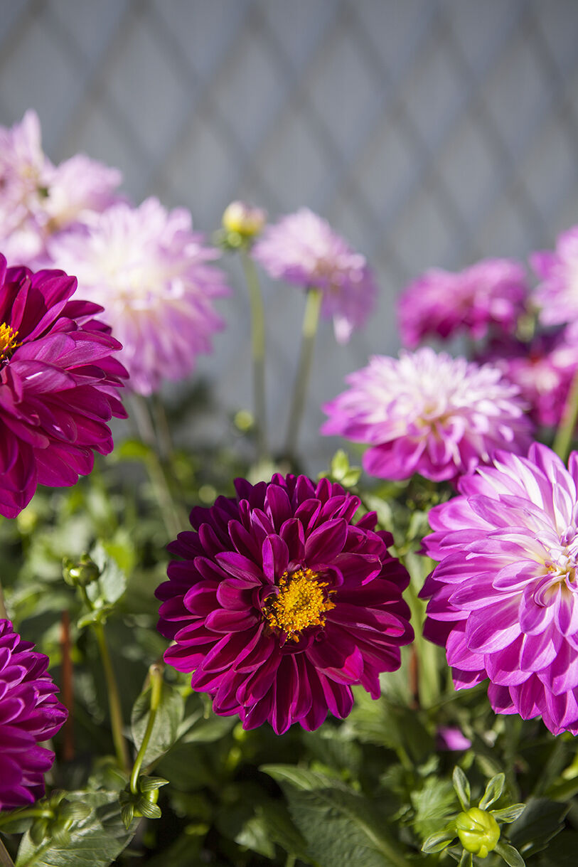Slik lykkes du med blomster og planter