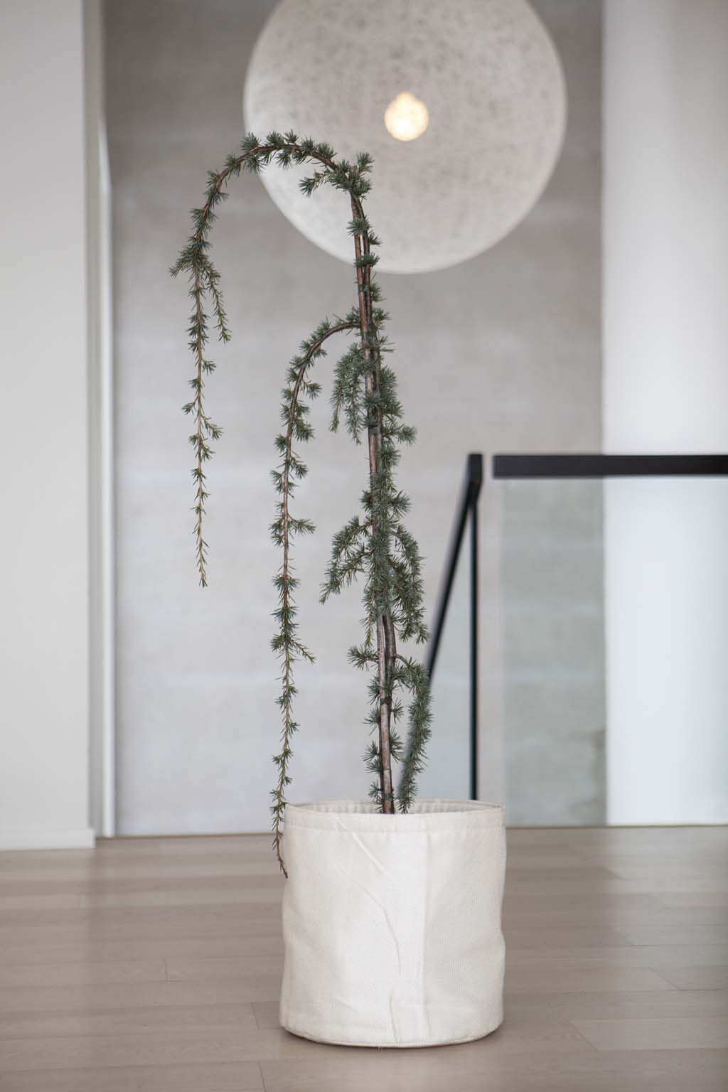 Slik steller du vintergrønne busker