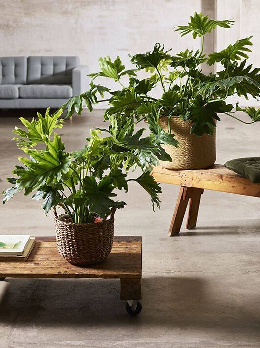 Trendy grønne planter til stua - Mester Grønn