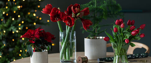 Pynt til jul med juleblomster