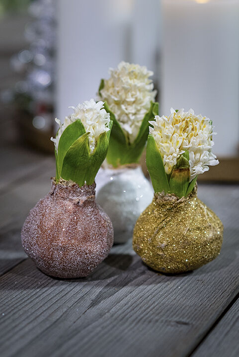 Slik pynter du med svibel- og amaryllisløk - Mester Grønn