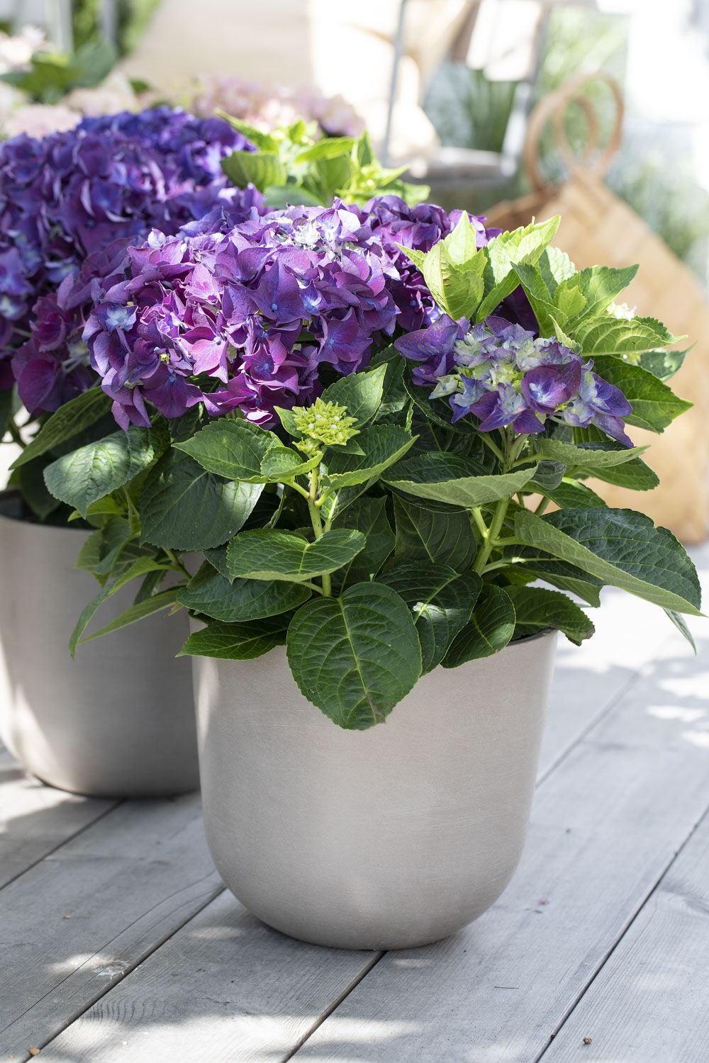 Hagehortensia - slik lykkes du med planting og stell - Mester Grønn
