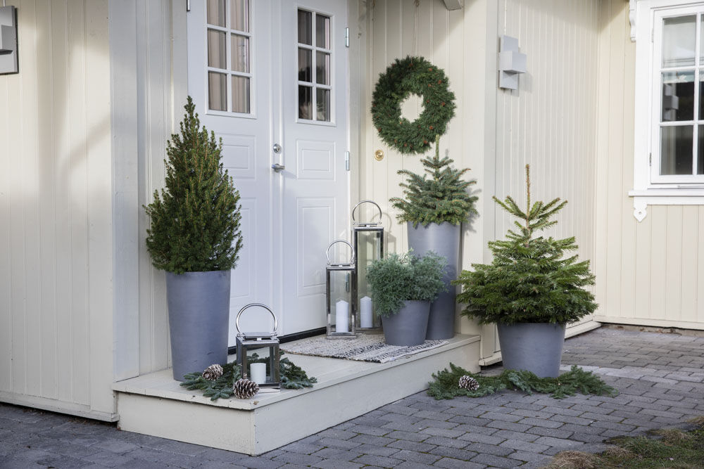 Slik steller du vintergrønne busker | Mester Grønn