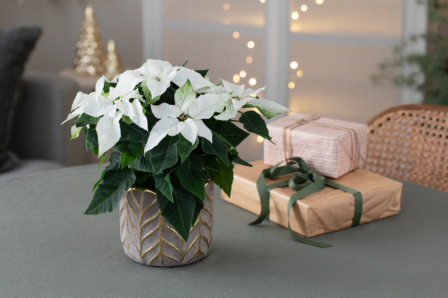 Julestjerne – Norges mest populære juleblomst - Mester Grønn