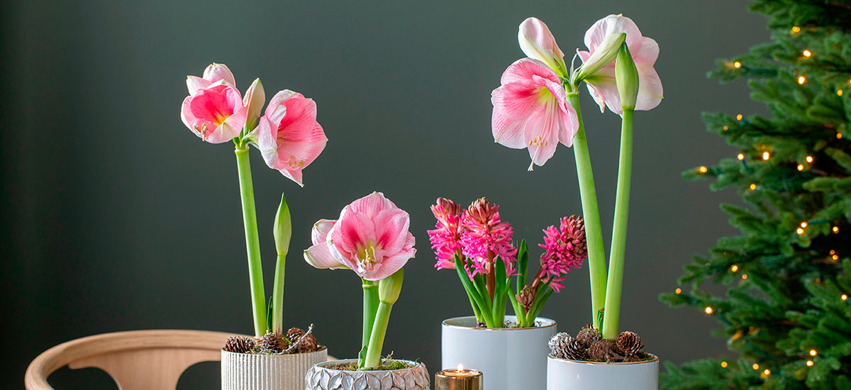 Slik pynter du med svibel- og amaryllisløk