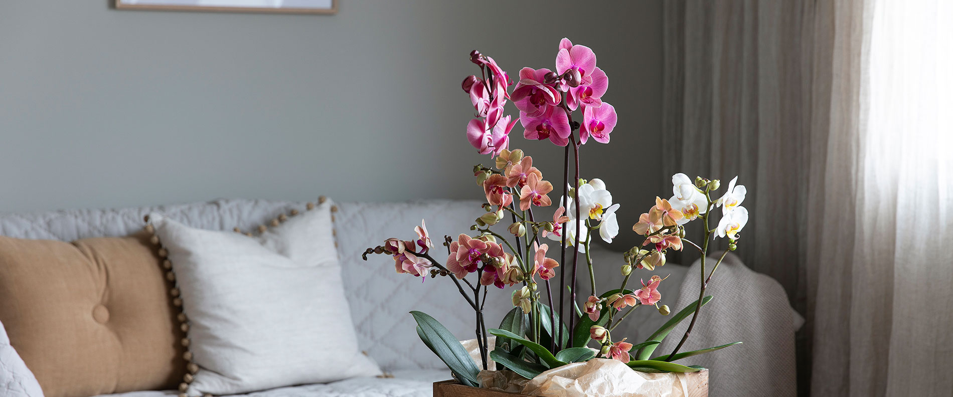 Bestill orkidéer på nett - Mester Grønn