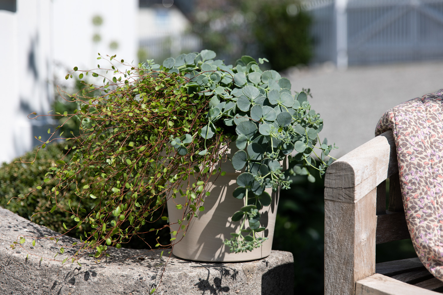 Sommerblomster som tåler sterk sol - Mester Grønn