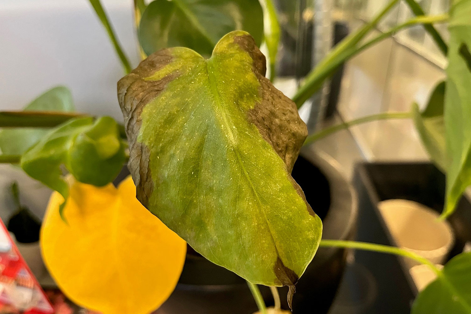 Trips - slik blir du kvitt dem - Mester Grønn