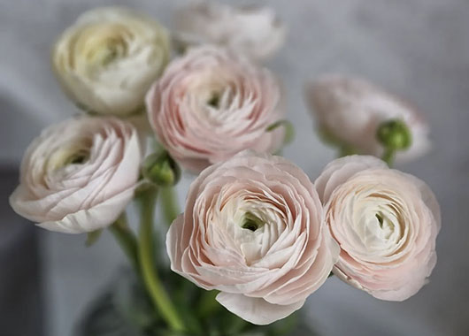 Se ukens gode tilbud på blomster og tilbehør | Mester Grønn