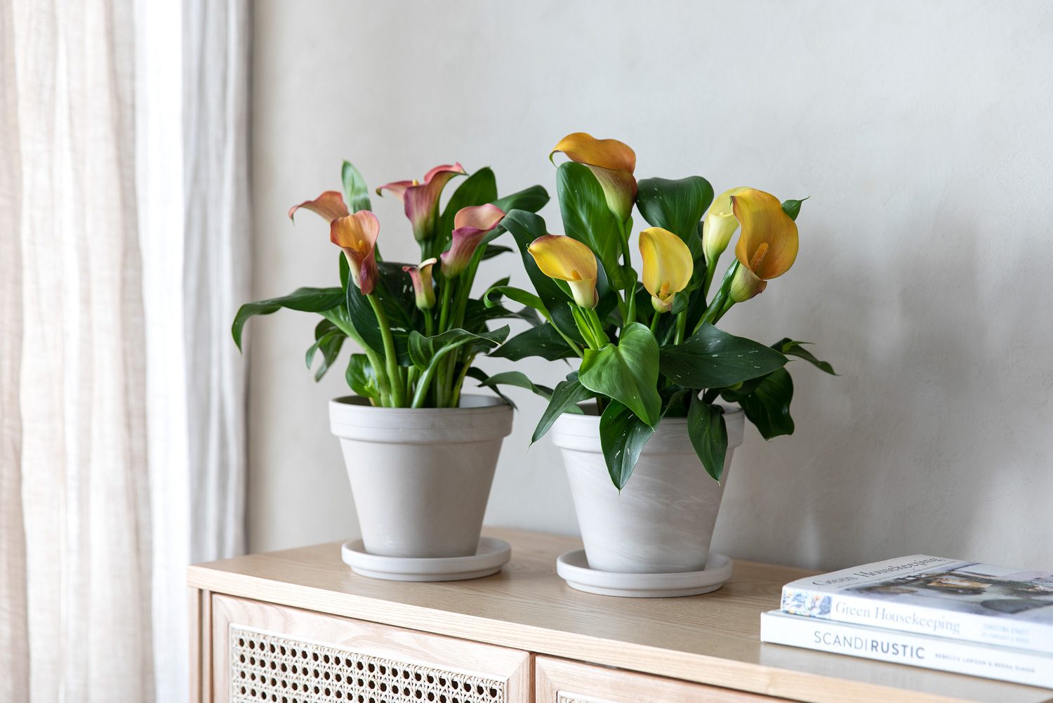 Kala - slik lykkes du - Mester Grønn