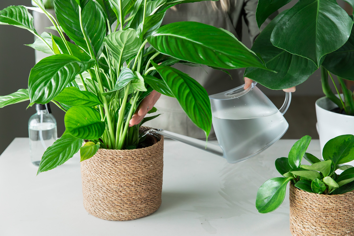Hvor mye vann trenger egentlig grønne planter? - Mester Grønn
