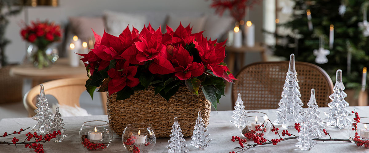 De 6 mest populære juleblomstene