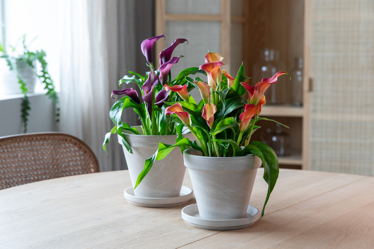 Kala - slik lykkes du - Mester Grønn