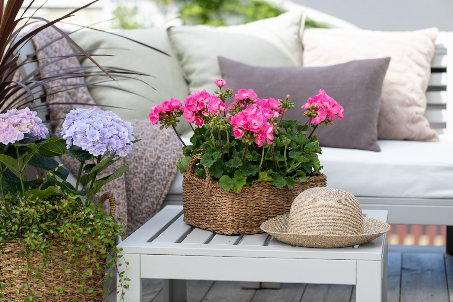 Sommerblomster som tåler sterk sol - Mester Grønn
