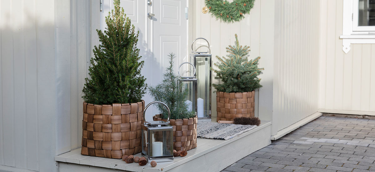 Pynt inngangspartiet med vintergrønne busker