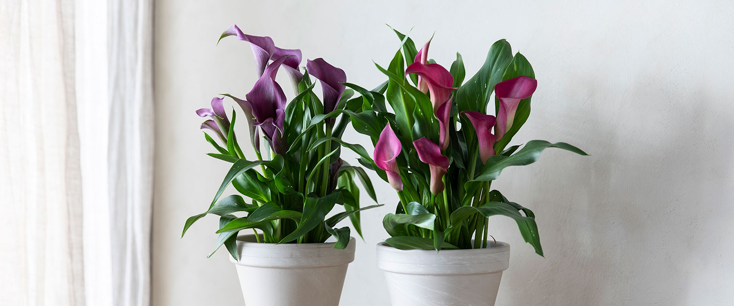 Kala - slik lykkes du - Mester Grønn