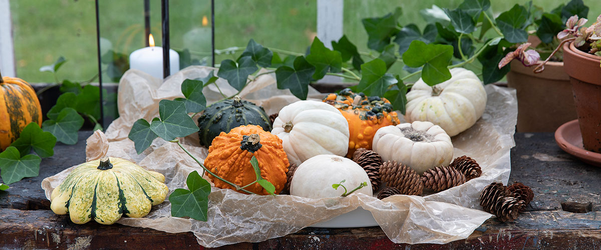 Pynt med dekorative gresskar - Mester Grønn