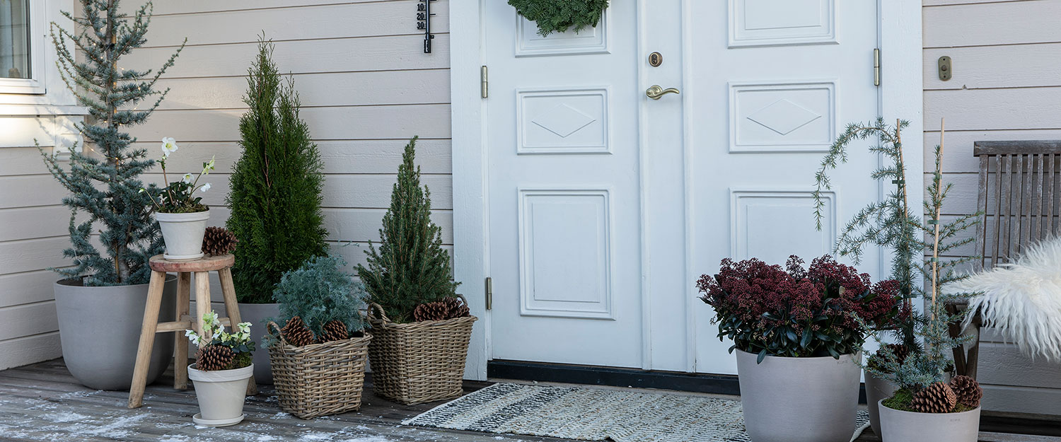 Pynt inngangspartiet med vintergrønne busker