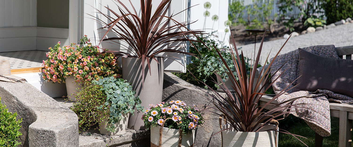 Sommerblomster som tåler sterk sol - Mester Grønn