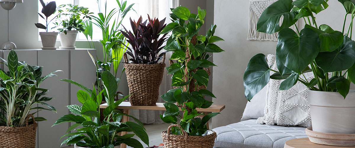 Grønne planter som tåler lite lys - Mester Grønn