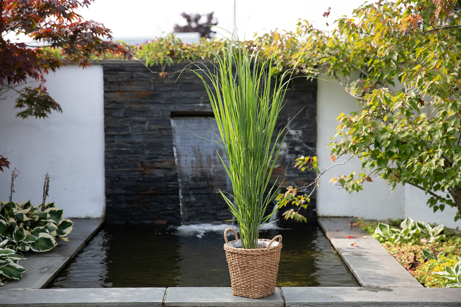 Slik steller du prydgress - Mester Grønn