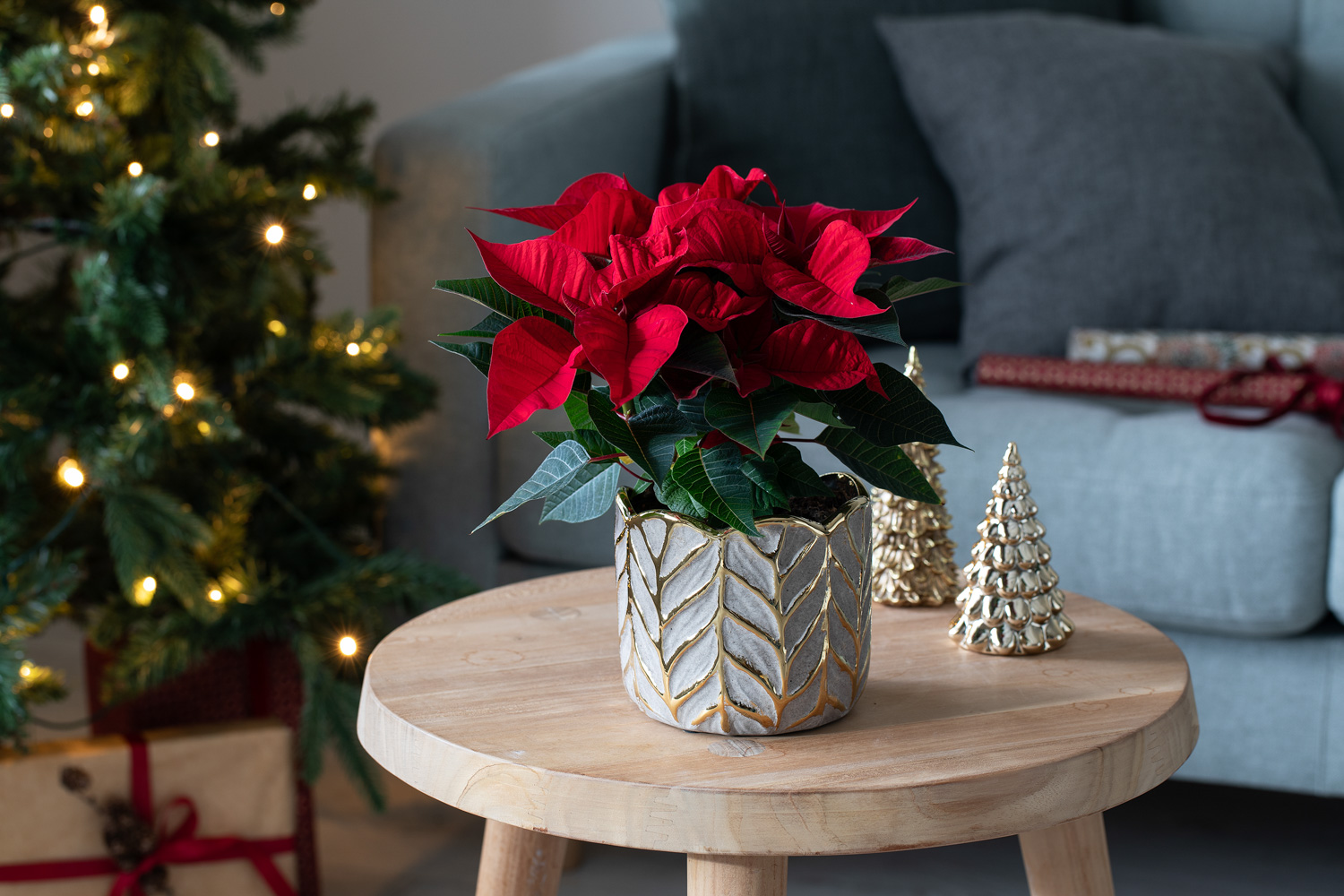 Skap en klassisk jul med røde juleblomster - Mester Grønn