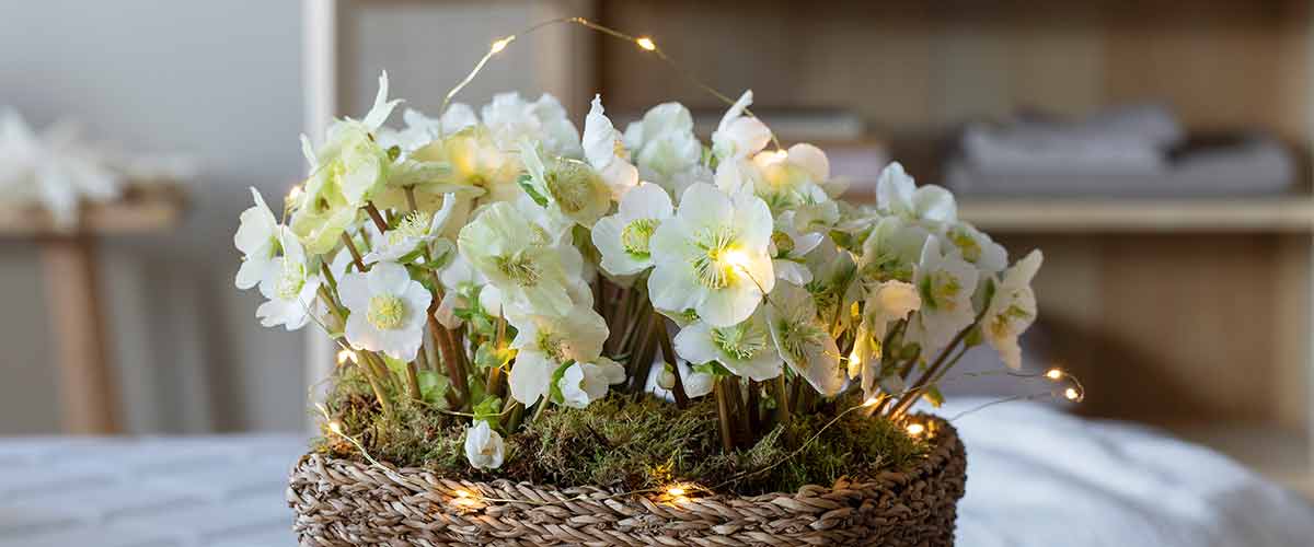 Allergivennlige juleblomster